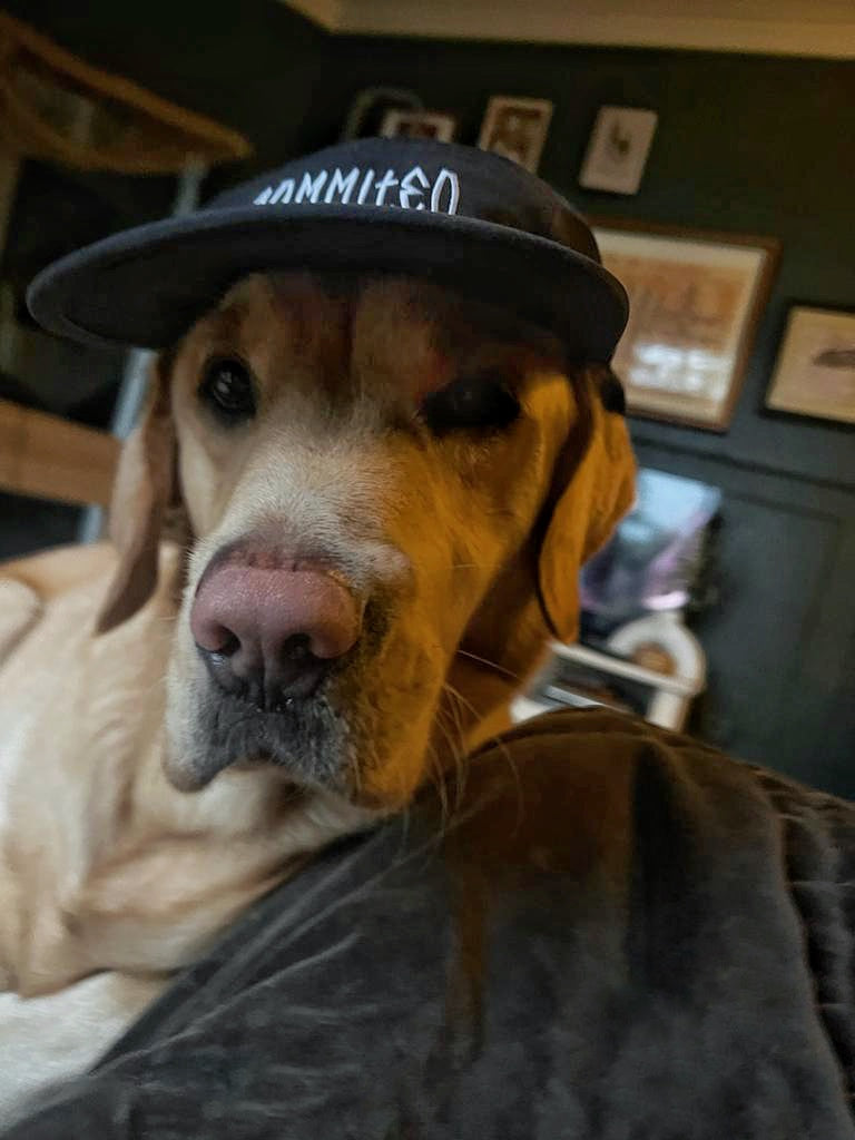 Dielast - 5 Panel Tech Cap – COMMITEQ®